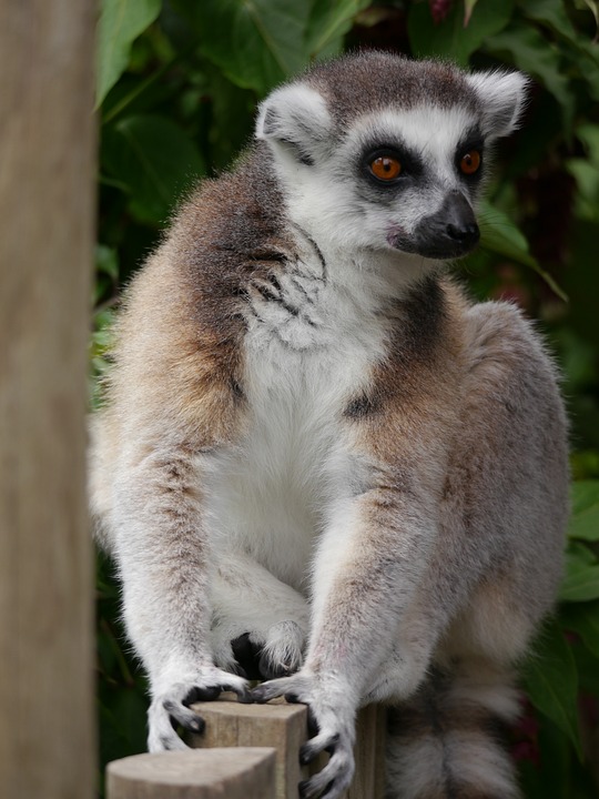 Lemur Primate Tail - Free photo on Pixabay