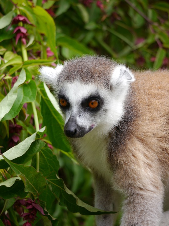 Lemur Jungle Primaat - Gratis foto op Pixabay