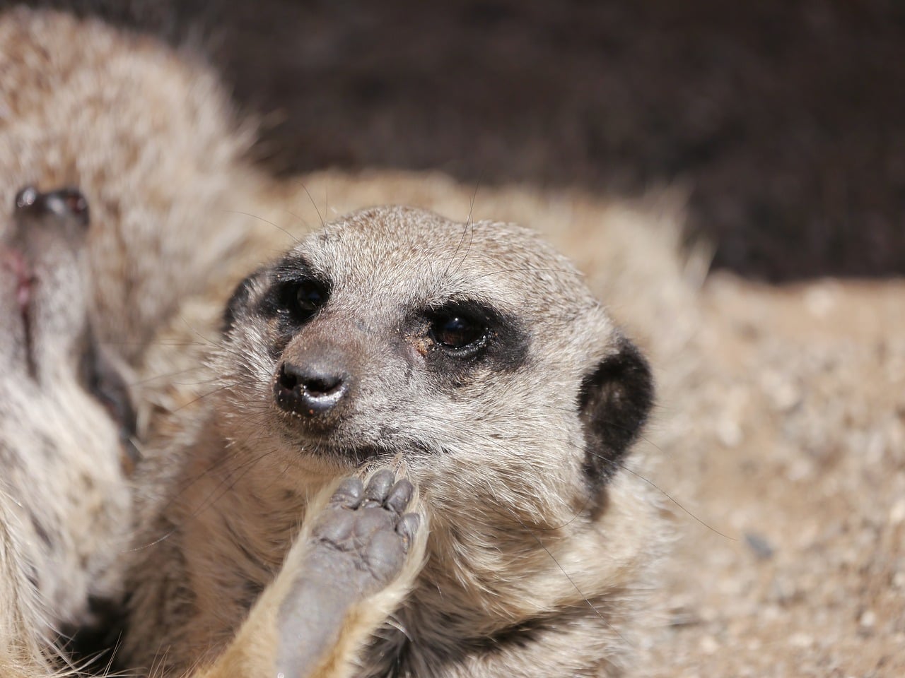 Stokstaartje Dier Zoogdier - Gratis foto op Pixabay