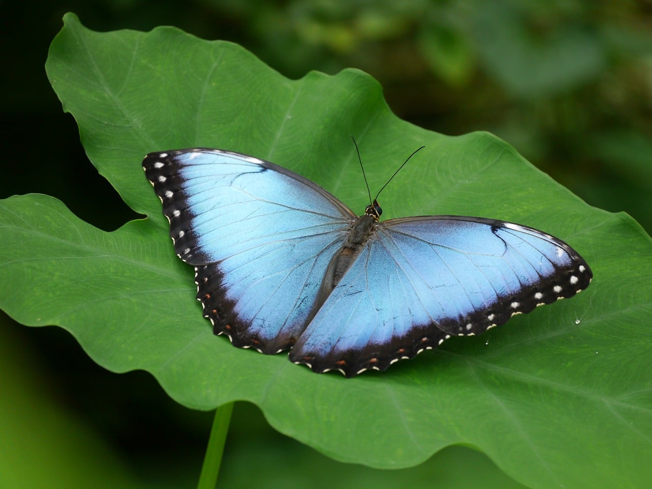 Butterfly Insect Nature - Free photo on Pixabay