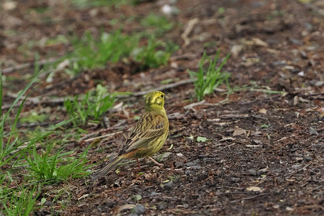 Bird Nature Ground - Free photo on Pixabay