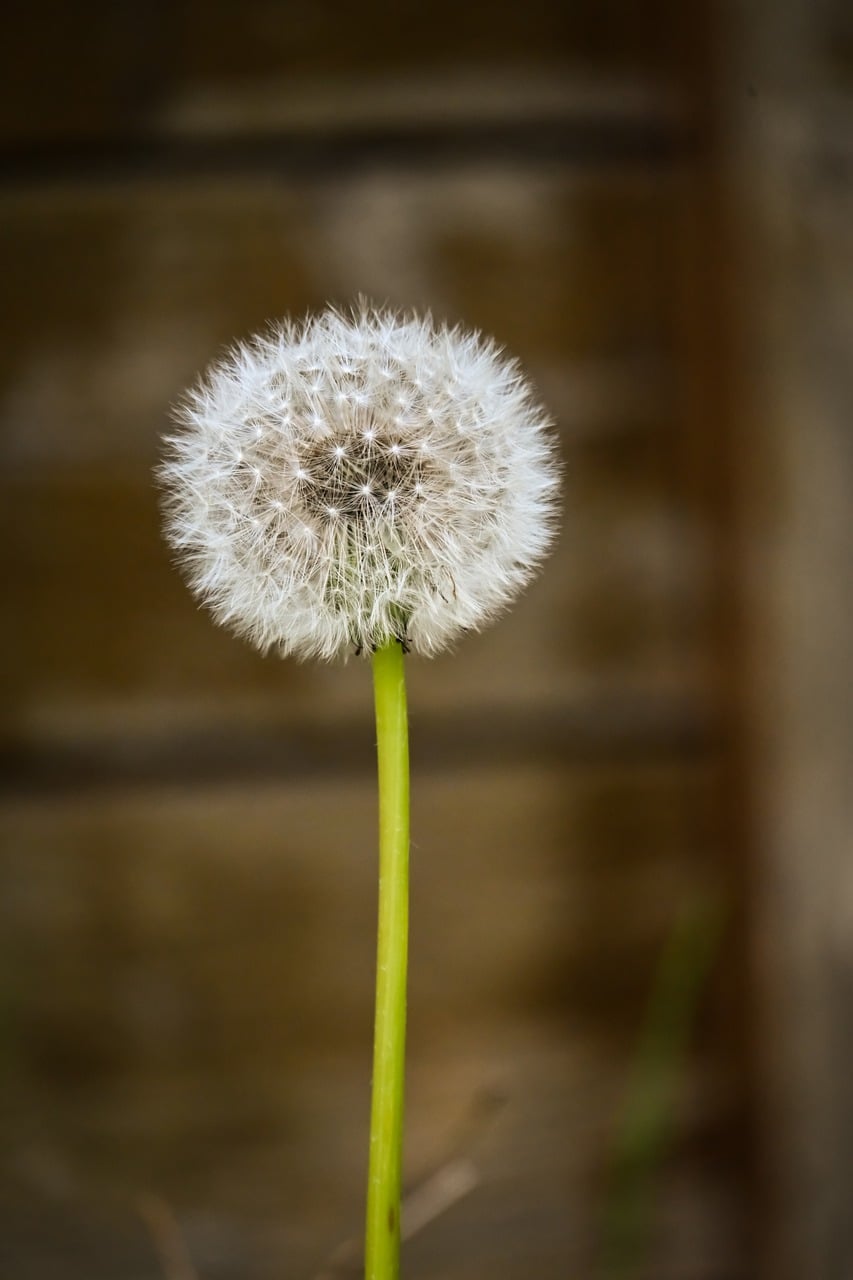Dandelion Nature Seed Blurred - Free photo on Pixabay