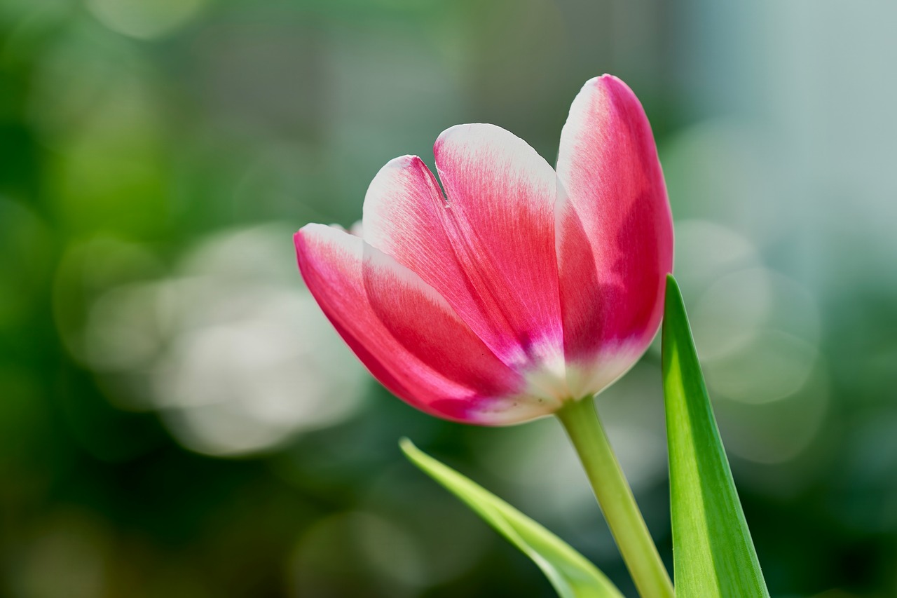 Tulipe Nature Fleur - Photo gratuite sur Pixabay