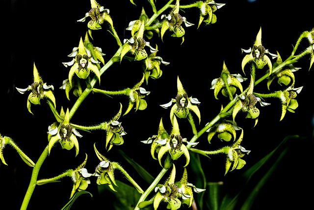 Orchid Flower Bloom - Free photo on Pixabay