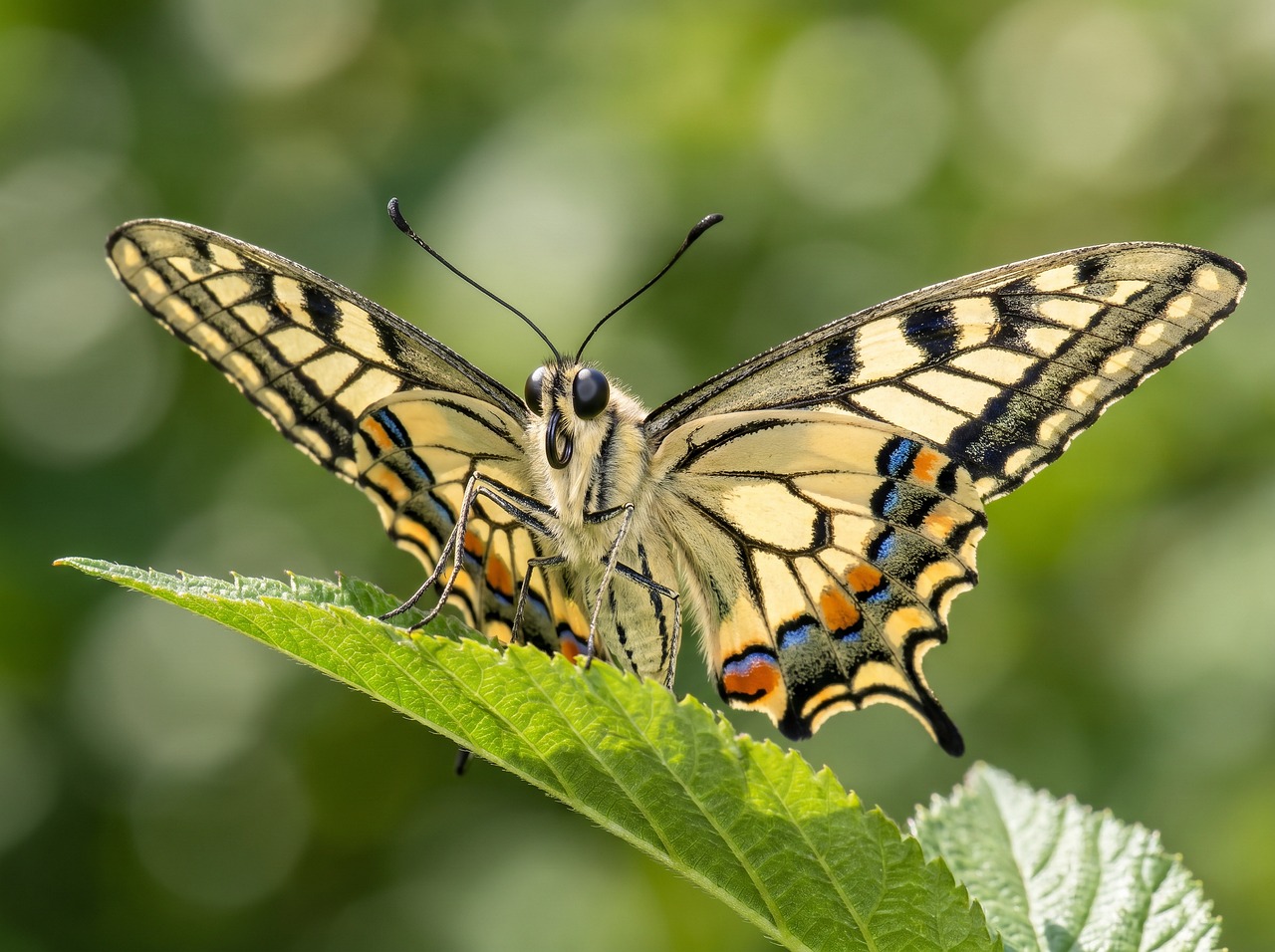 Download Butterfly, Macro, Nature. Royalty-Free Stock Illustration ...