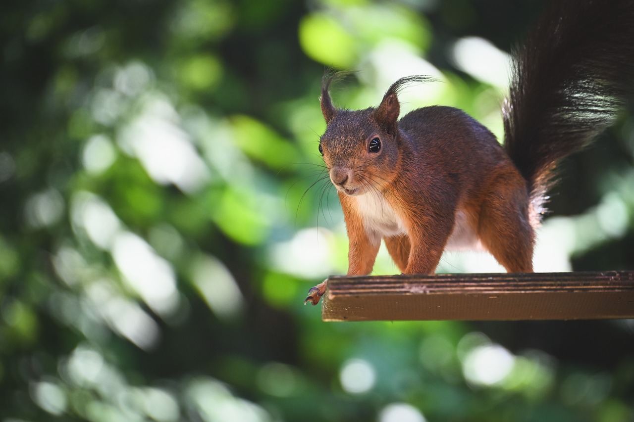 Eekhoorn Natuur Wazige Achtergrond - Gratis foto op Pixabay