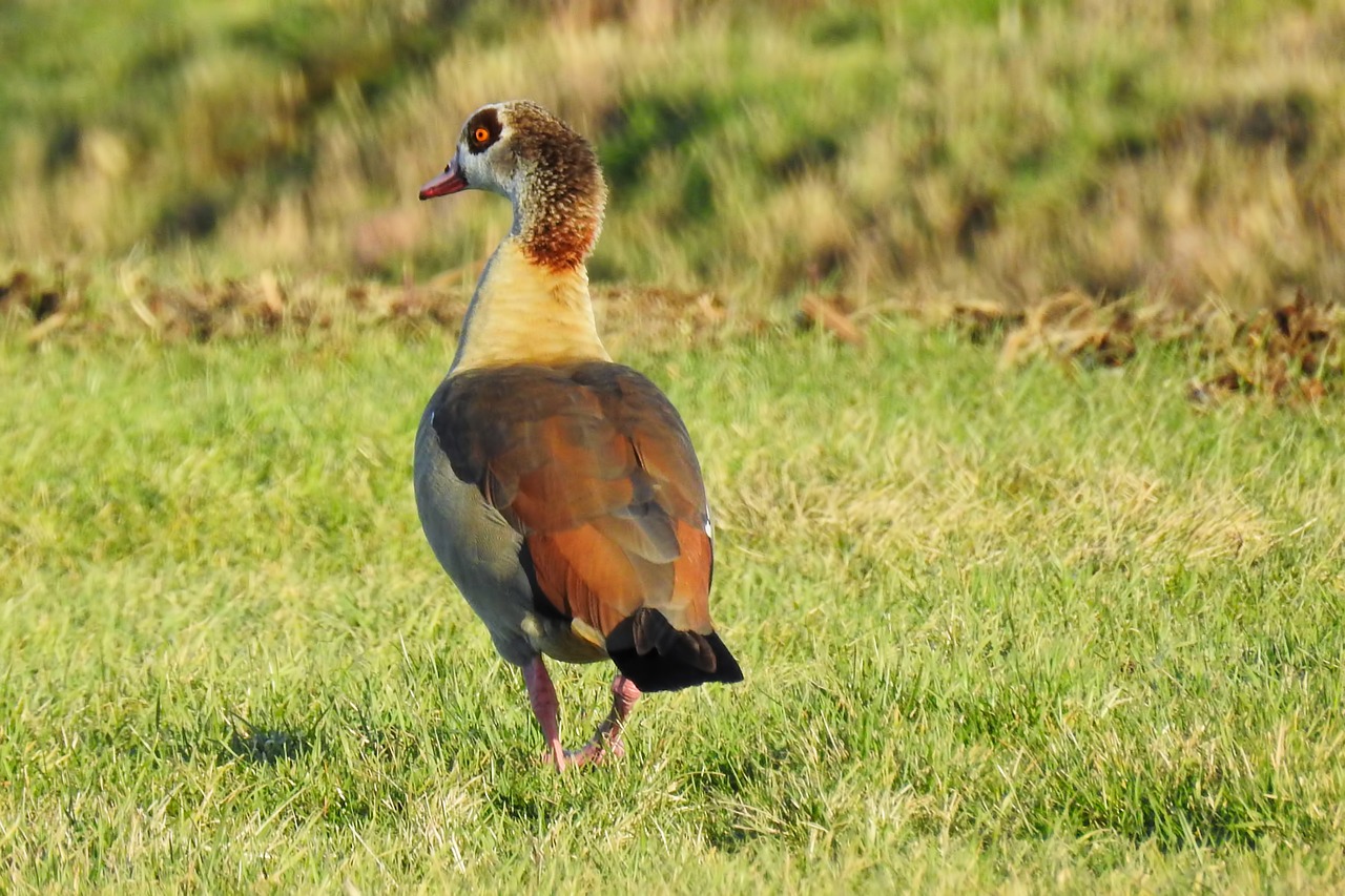 Egyptian Goose Bird Animal - Free photo on Pixabay
