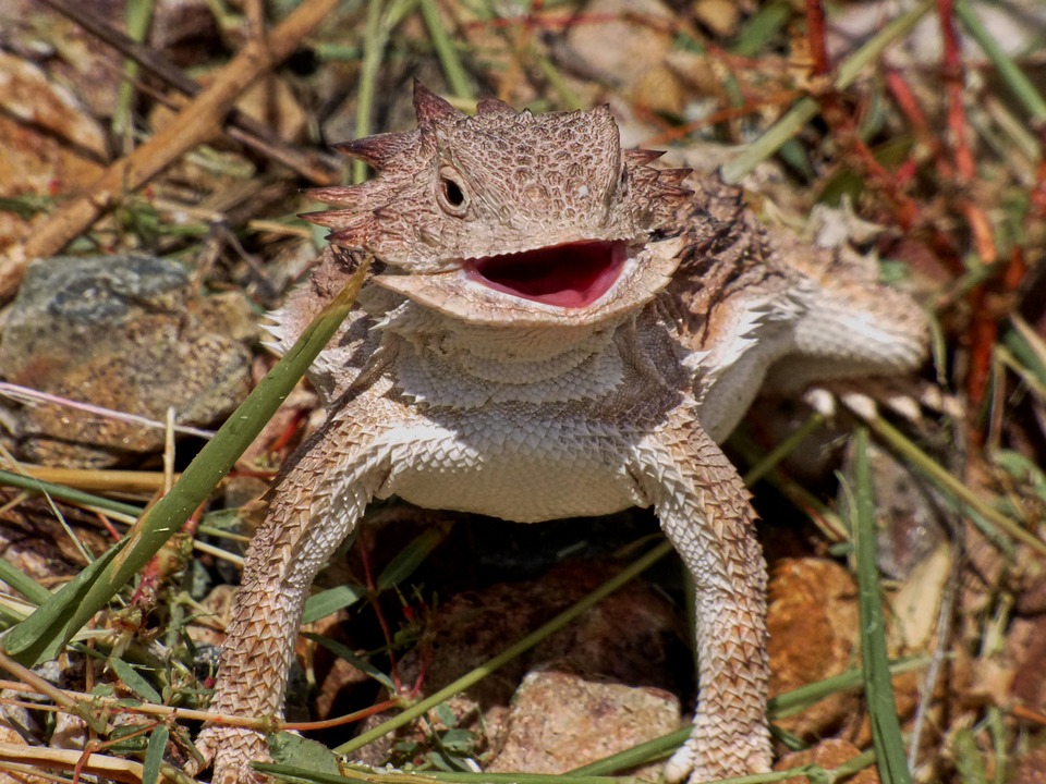 Lizard Nature Desert - Free photo on Pixabay