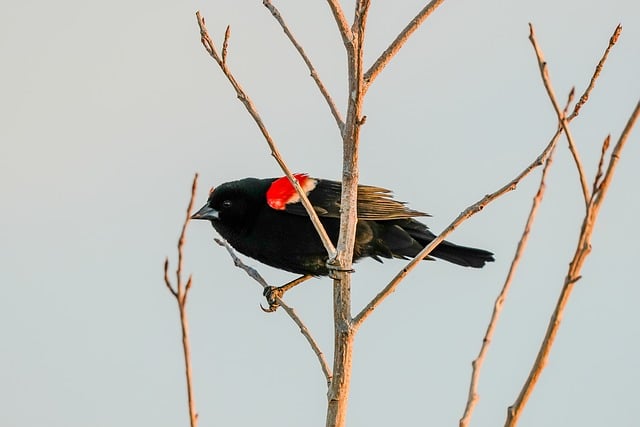 Red-Winged Blackbird Bird Wildlife - Free photo on Pixabay