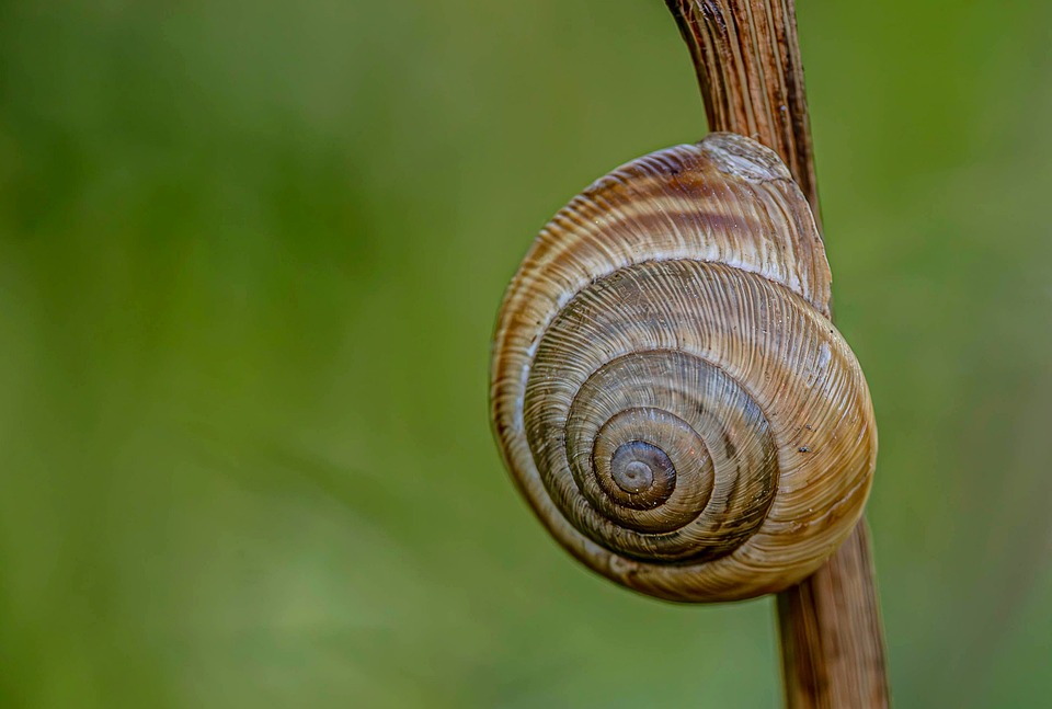 Snail Nature Shell - Free photo on Pixabay