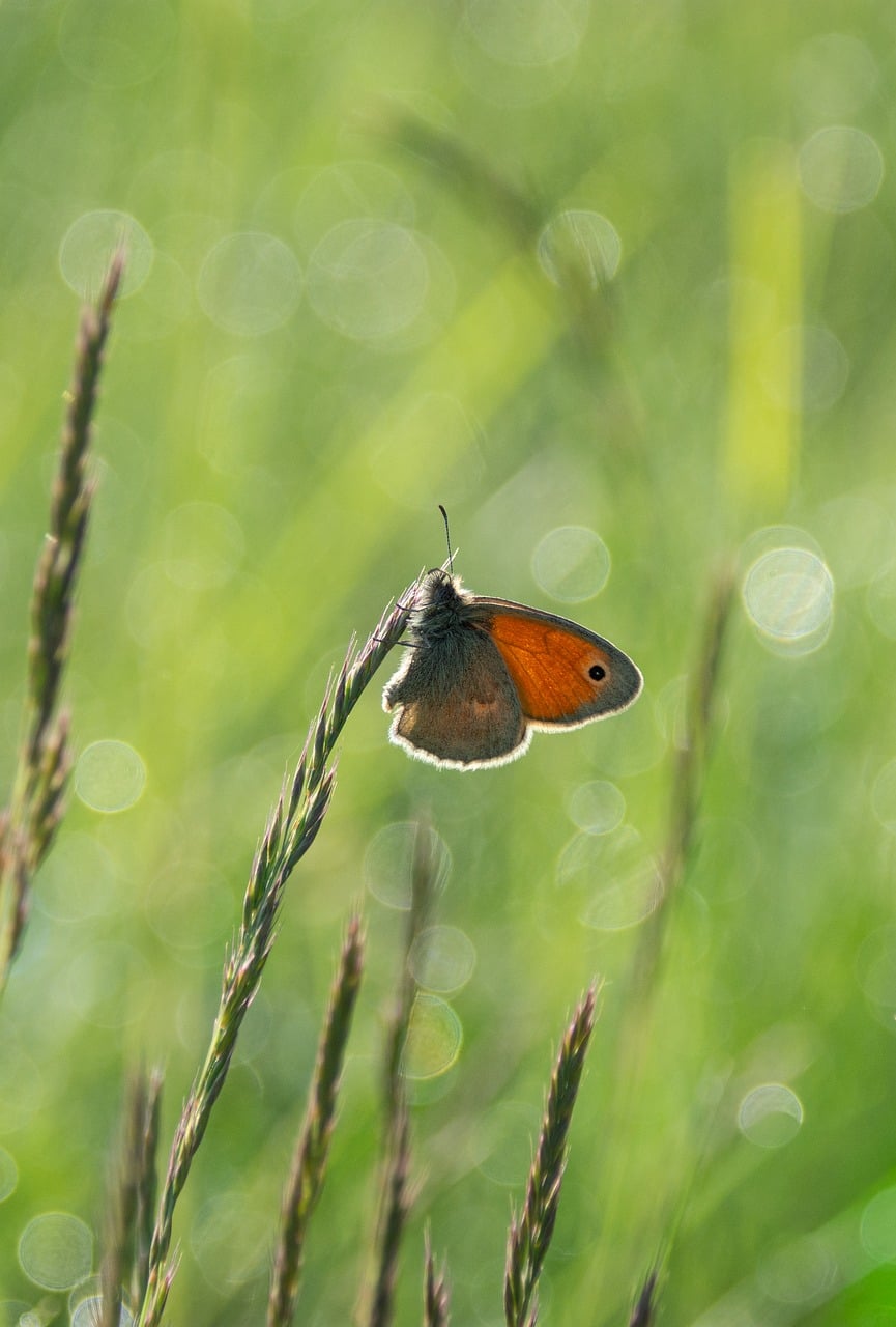 Butterfly Meadow Nature - Free photo on Pixabay