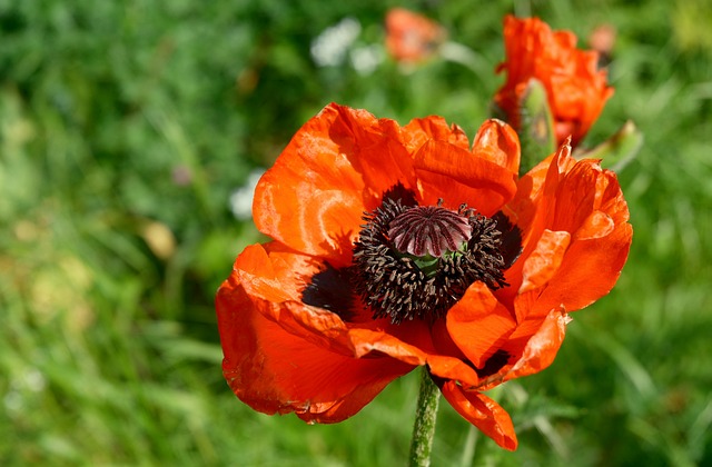 Poppy Flower Red - Free photo on Pixabay