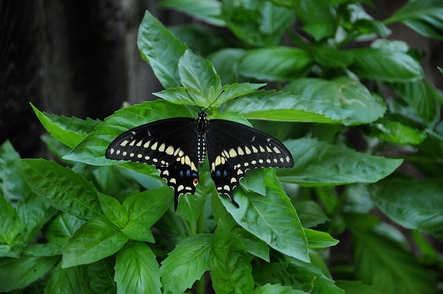 Mariposa Naturaleza Insecto - Foto gratis en Pixabay