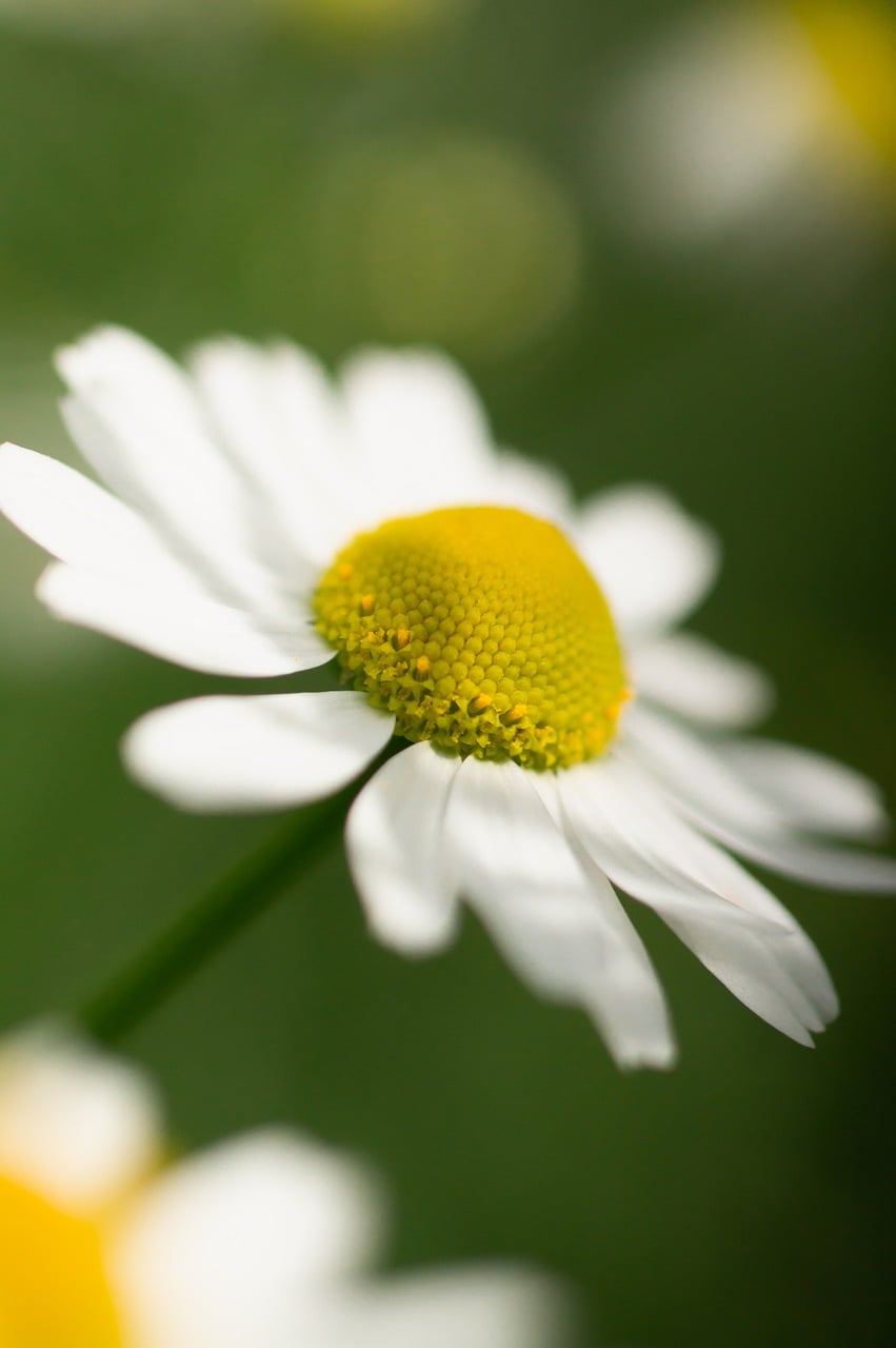 Daisy Macro Flower - Free photo on Pixabay