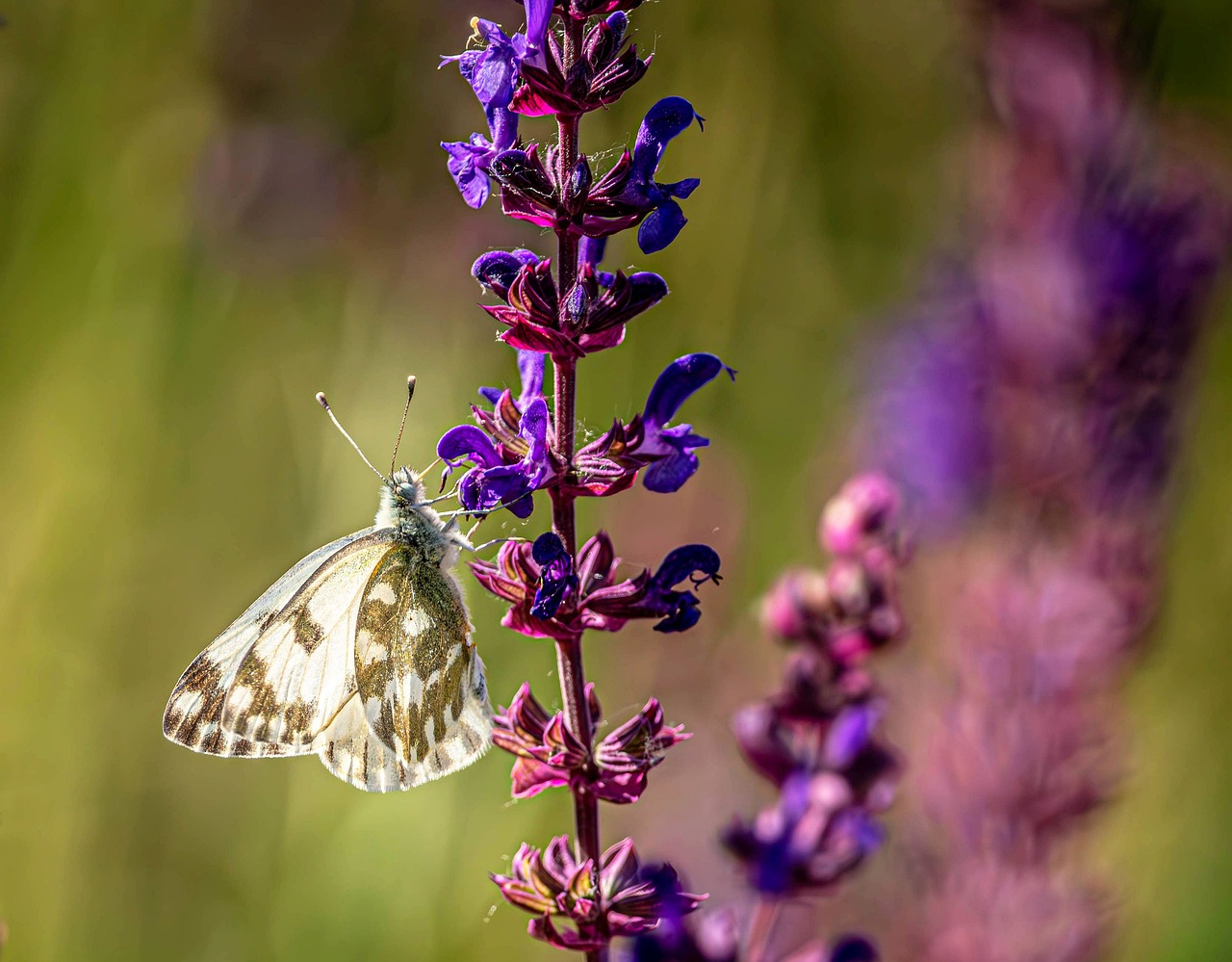 Butterfly Nature Macro - Free photo on Pixabay