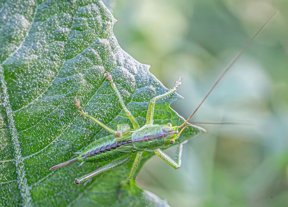 Grasshopper Macro Nature - Free photo on Pixabay