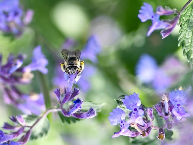 Bee Insect Pollination - Free photo on Pixabay
