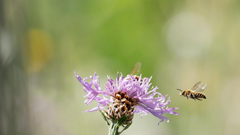 Biene Wildbiene Bestäubung Lila - Kostenloses Foto auf Pixabay