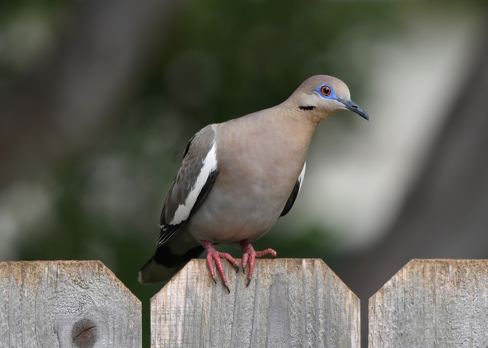 Dove Nature Bird - Free photo on Pixabay