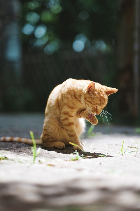 Gato Gatito Adorable - Foto gratis en Pixabay