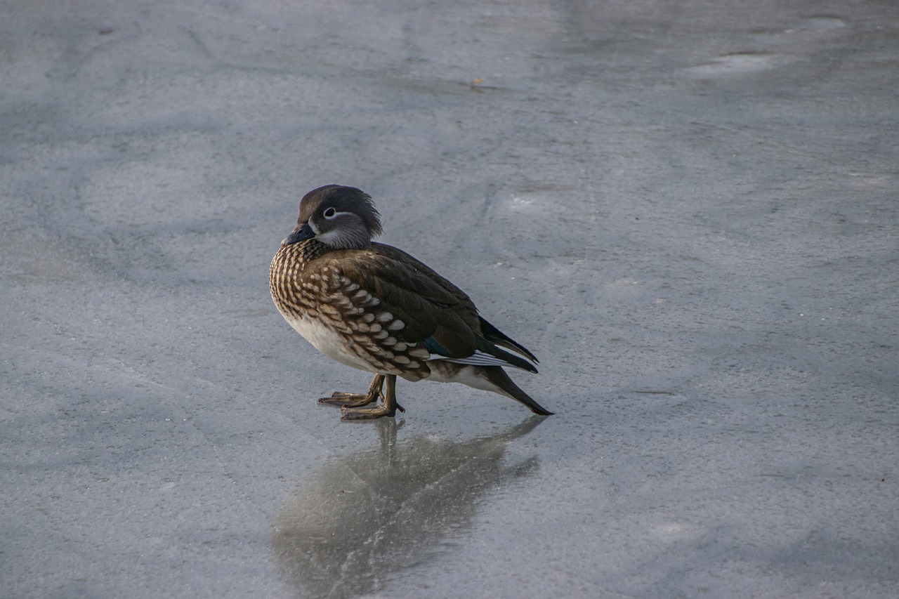 Mandarin Duck Ice Animal - Free photo on Pixabay