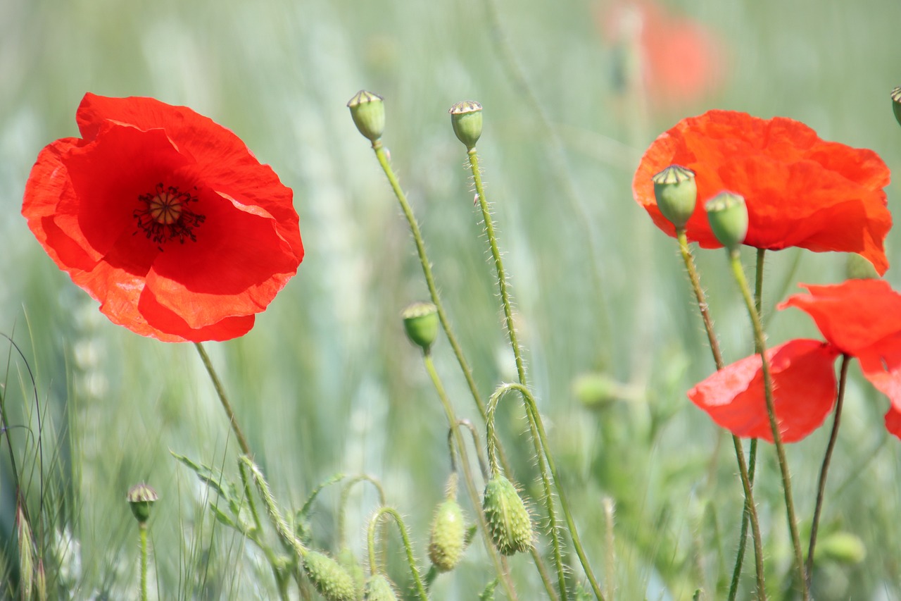 Poppy Red Field Flower - Free photo on Pixabay