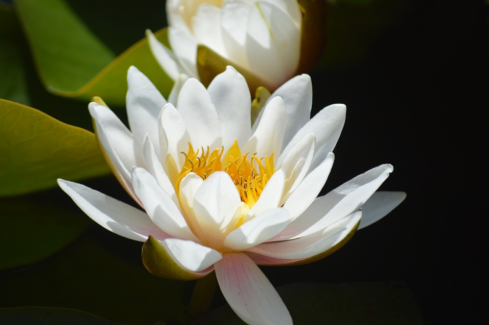 Water Lily White Flower Nature - Free photo on Pixabay