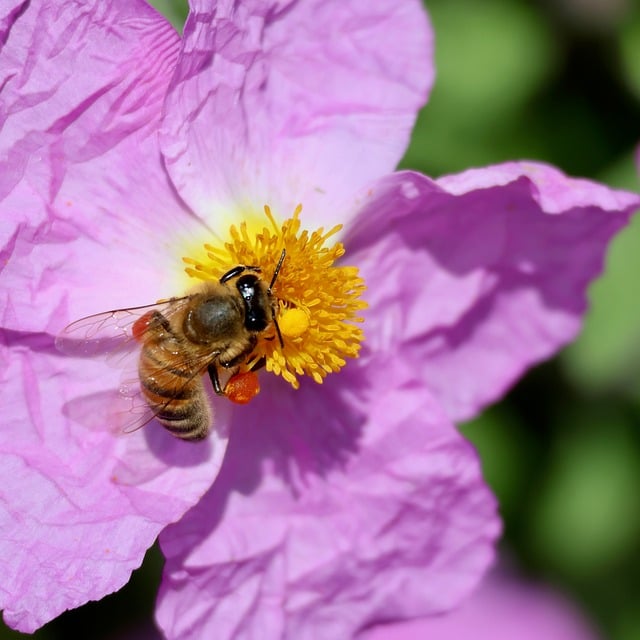 Bee Flower Pollen - Free photo on Pixabay