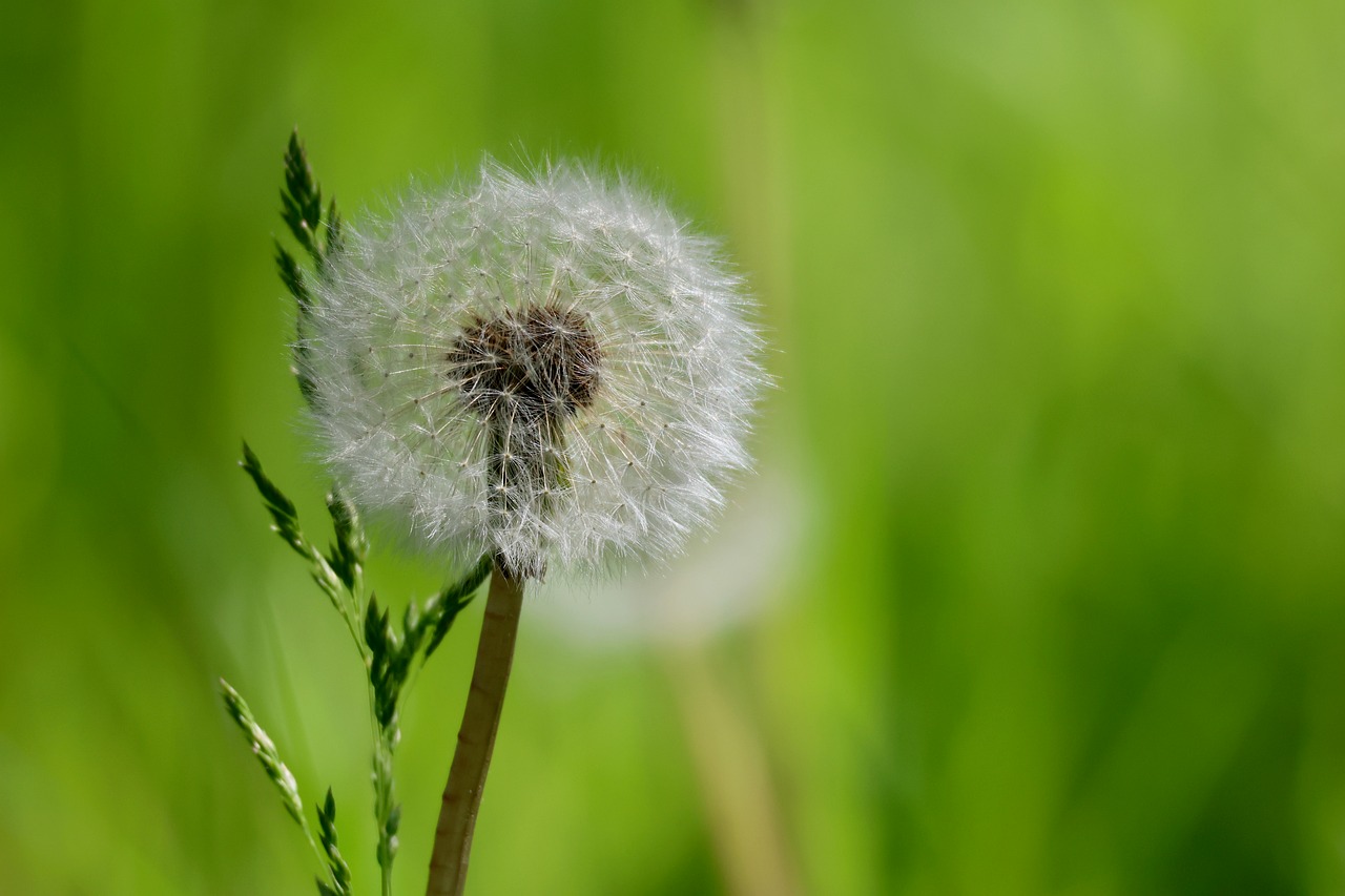 Dandelion Seed Meadow - Free photo on Pixabay