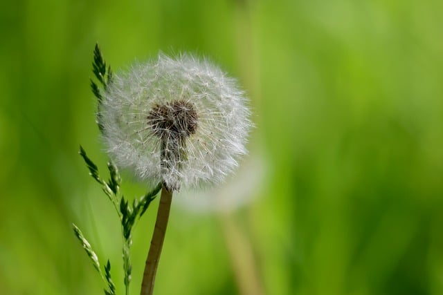 Dandelion Seed Meadow - Free photo on Pixabay