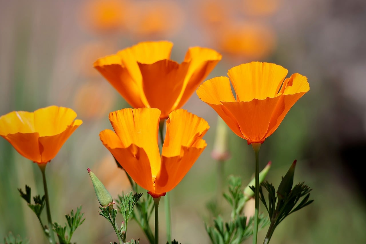 Californian Poppy Eschscholzia - Free photo on Pixabay