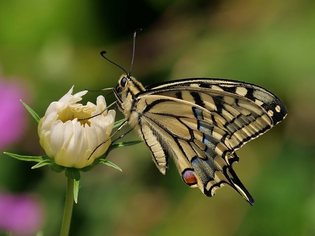 Butterfly Flower Macro - Free photo on Pixabay