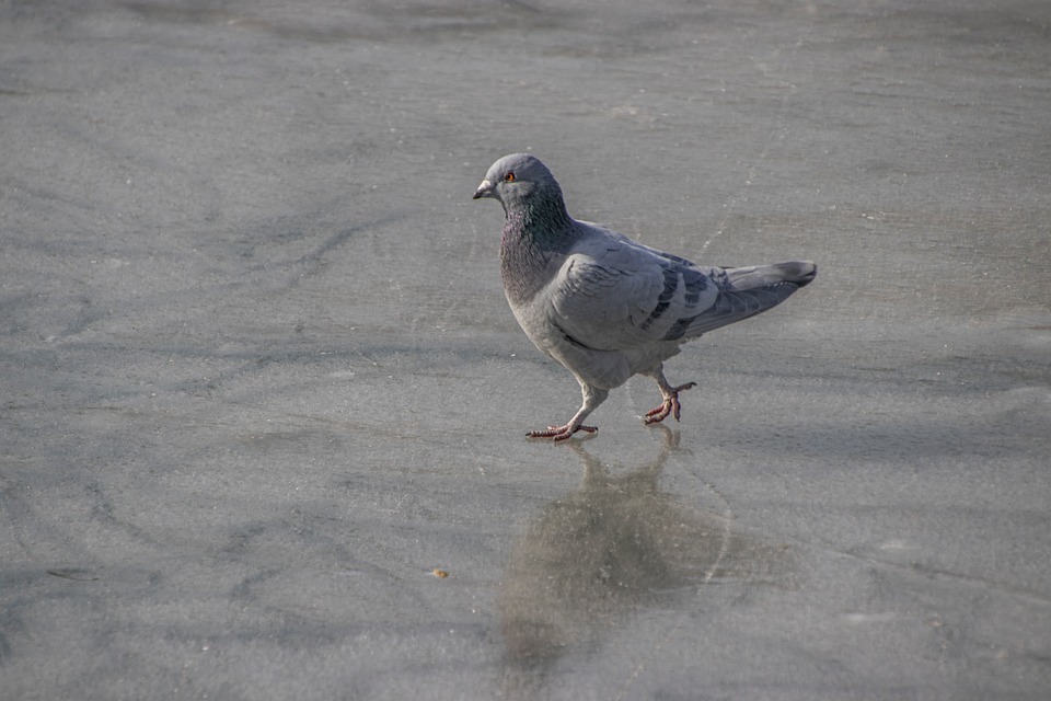 Pigeon Ice Frozen - Free photo on Pixabay