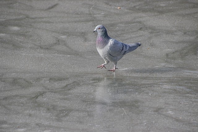 Pigeon Ice Frozen - Free photo on Pixabay