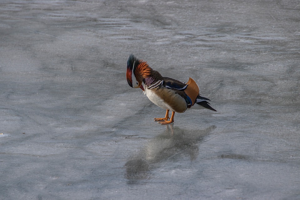 Mandarin Duck Bird - Free photo on Pixabay