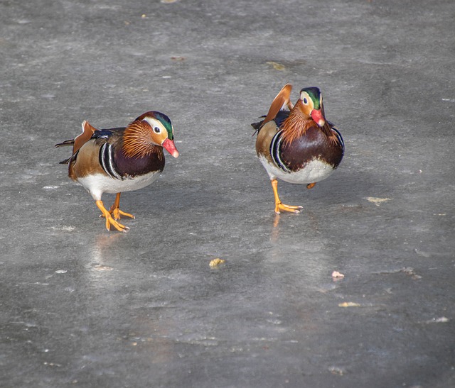 Mandarin Ducks Ice - Free photo on Pixabay