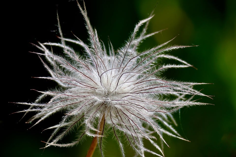 Clematis Blooming Seed Head - Free photo on Pixabay