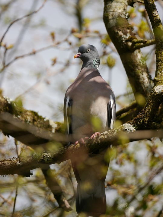 Pigeon Nature Animal - Photo gratuite sur Pixabay