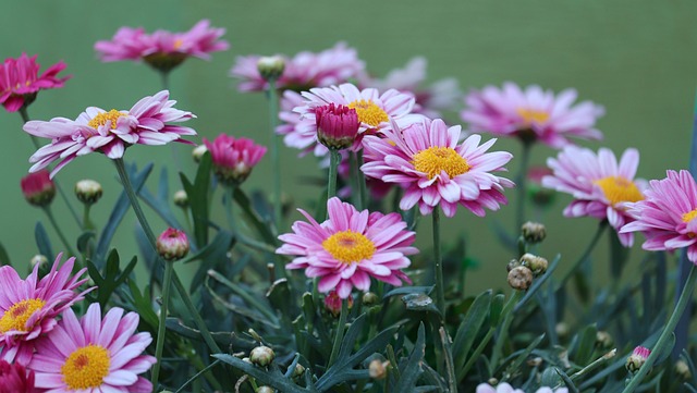 Pink Flowers Daisy Summer Garden - Free photo on Pixabay