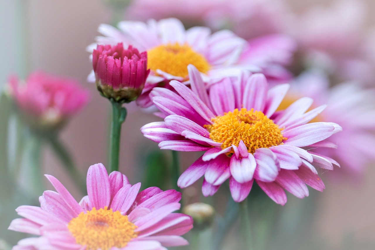 Pink Flowers Macro Soft - Free photo on Pixabay