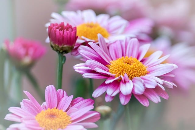 Pink Flowers Macro Soft - Free photo on Pixabay