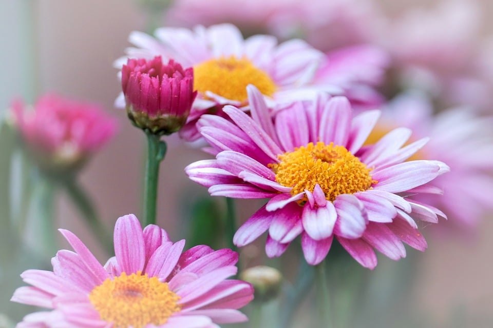 Pink Flowers Macro Soft - Free photo on Pixabay