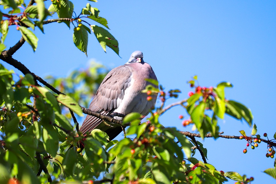 Pigeon Branches Leaves - Free photo on Pixabay