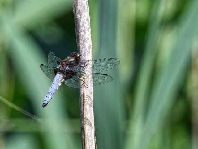 Libellule Nature Détails - Photo gratuite sur Pixabay