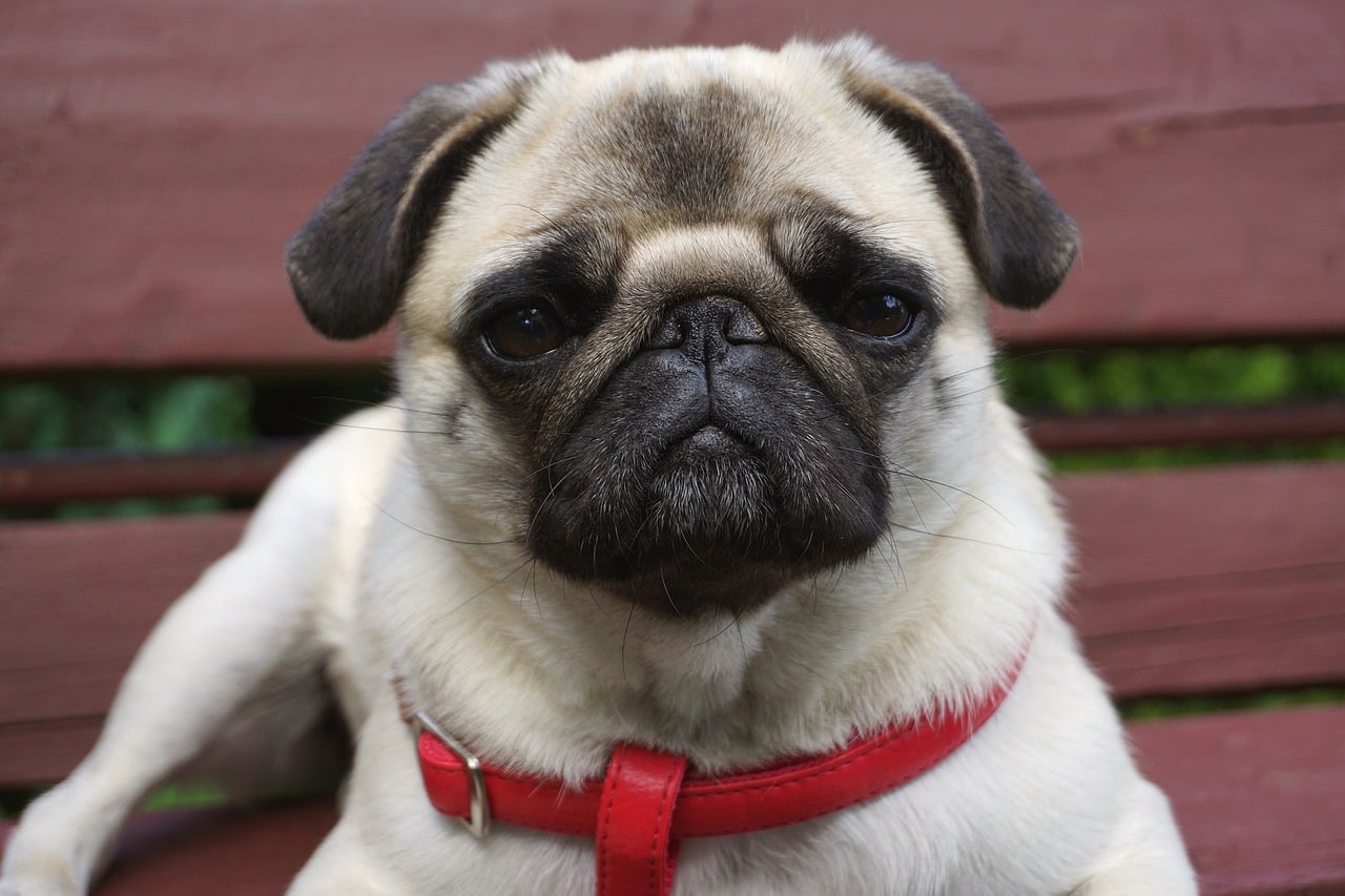 Pug Dog Bench - Free photo on Pixabay