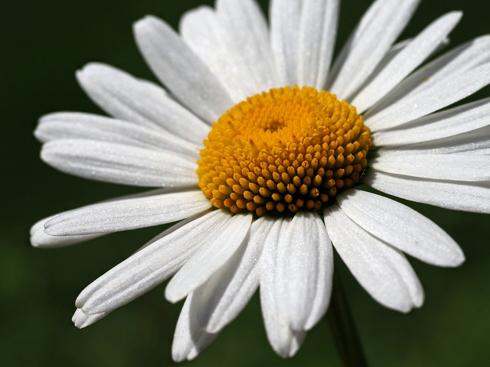 Daisy Flower Plant - Free photo on Pixabay