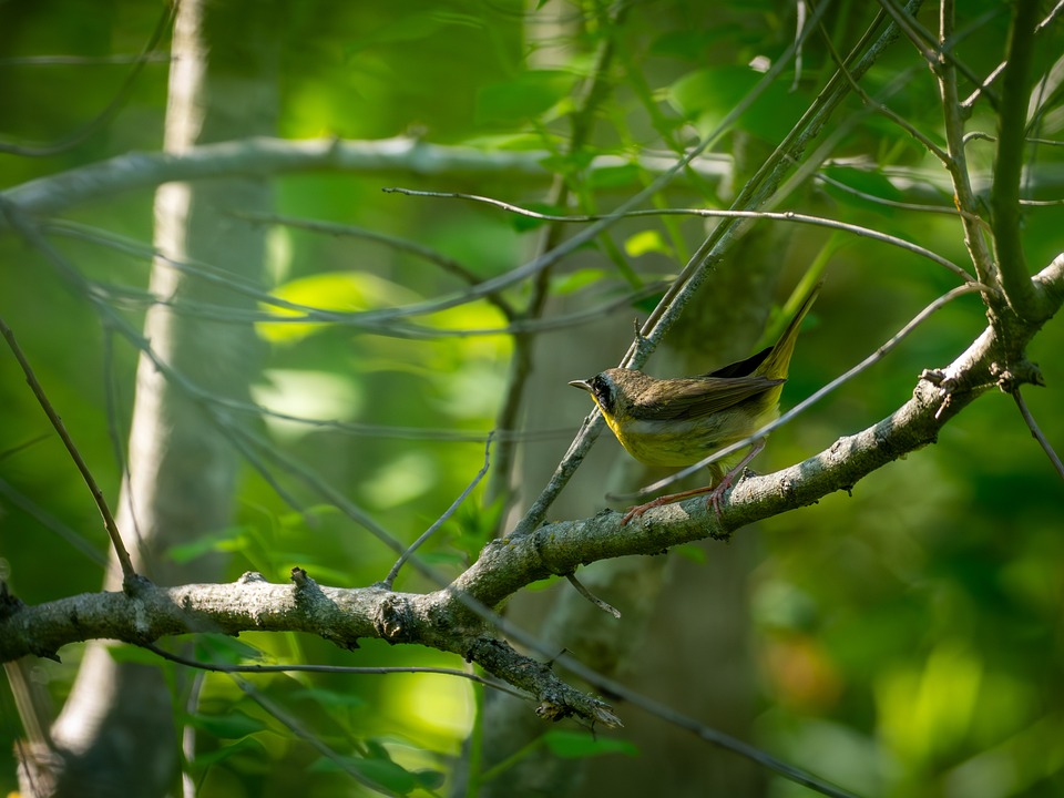 Common Yellowthroat Nature Forest - Free photo on Pixabay
