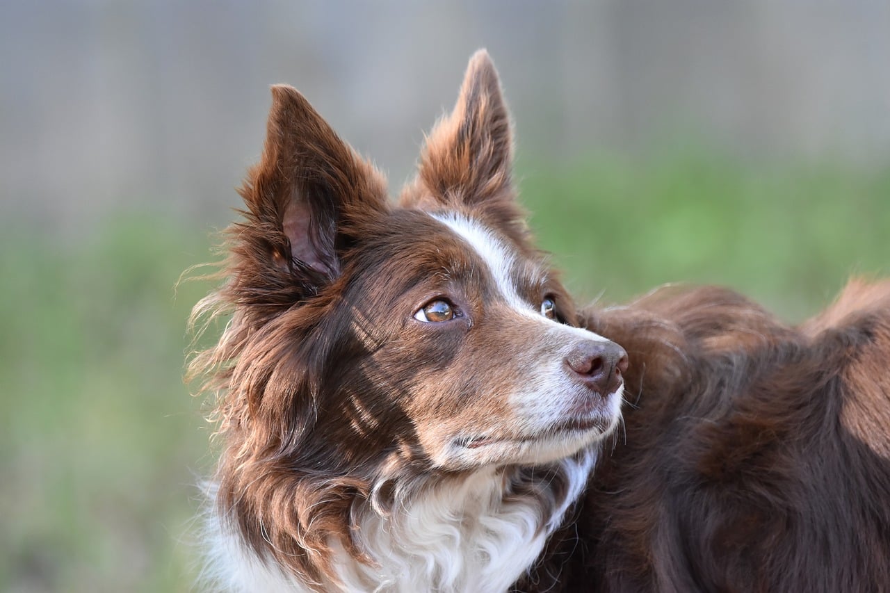 Border Collie Dog Animal - Free photo on Pixabay