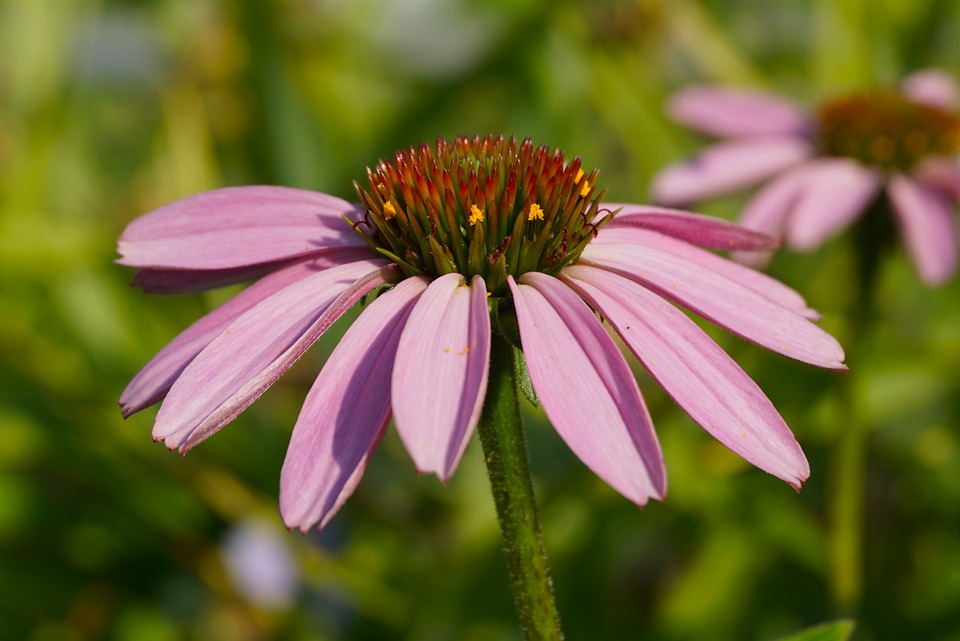 Flower Echinacea Pink Color Summer - Free photo on Pixabay