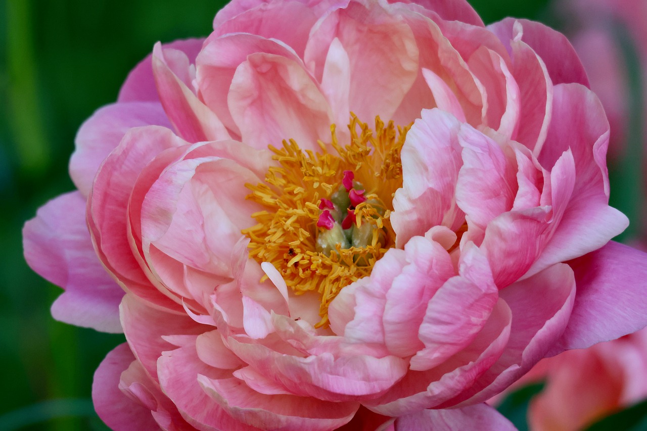 Peony Pink Flower Bloom - Free photo on Pixabay